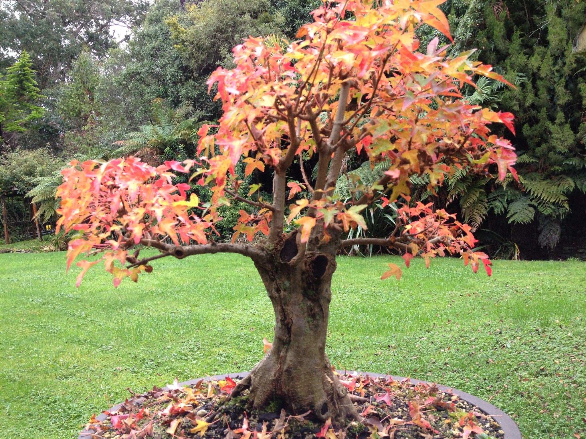 Pruning Bonsai Maple Trees | Bonsaiplace