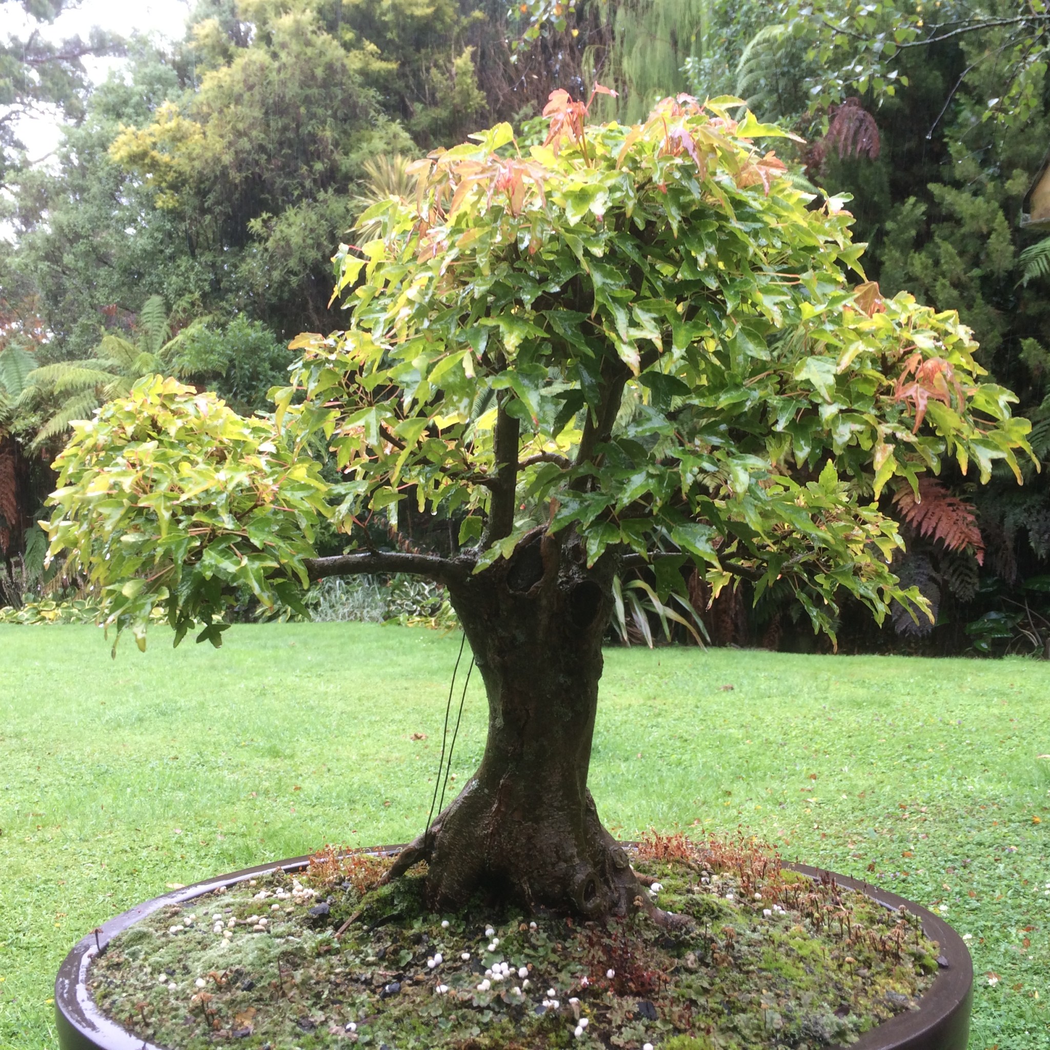 Pruning Bonsai Maple Trees | Bonsaiplace