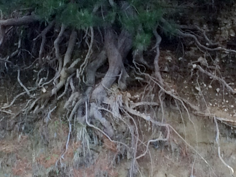 Root development in Bonsai | Bonsaiplace
