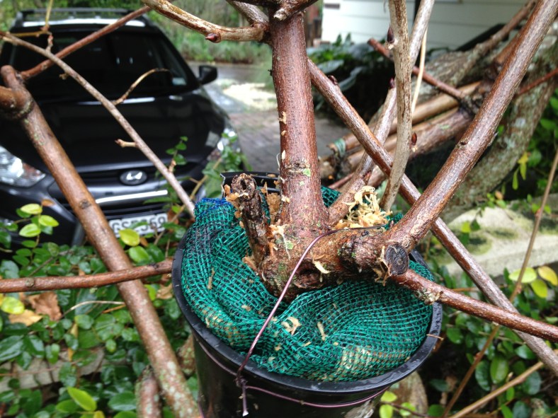 Sphagnum Moss and Bonsai | Bonsaiplace