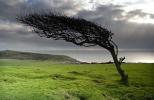 Fukinagashi – Windswept Bonsai Style | Bonsaiplace
