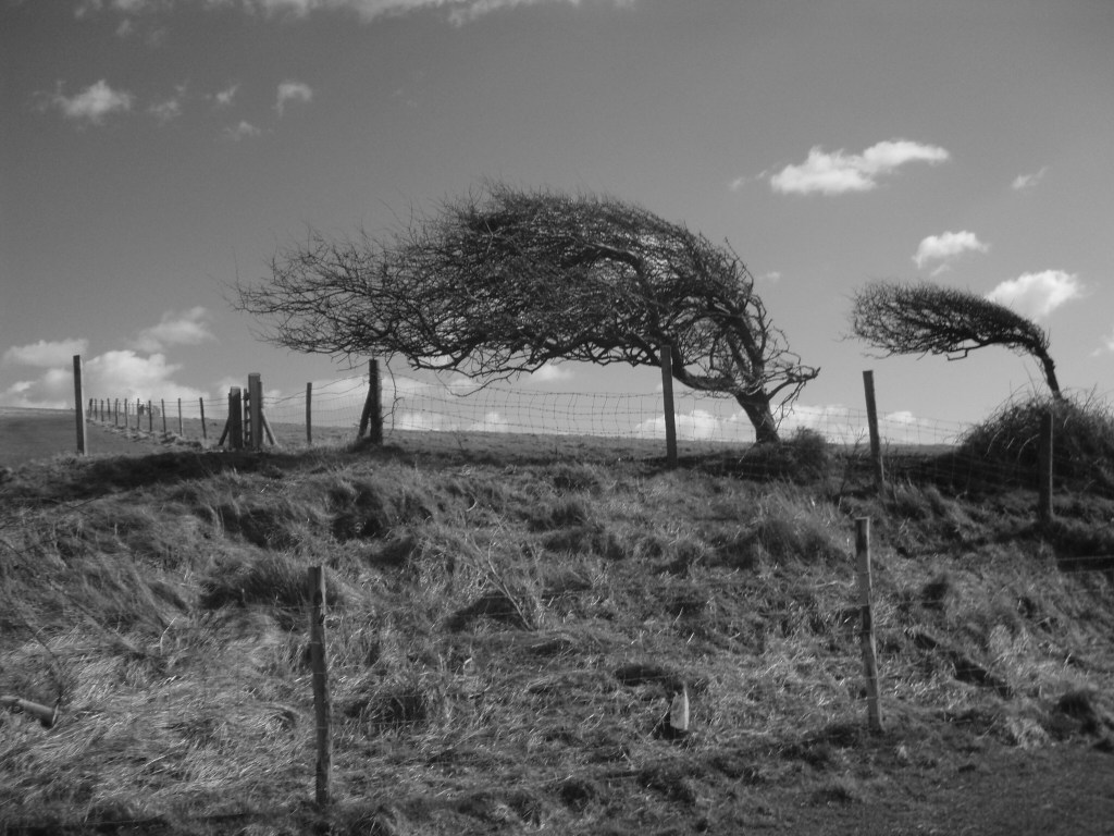 Fukinagashi – Windswept Bonsai Style | Bonsaiplace