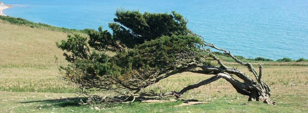 Fukinagashi – Windswept Bonsai Style | Bonsaiplace