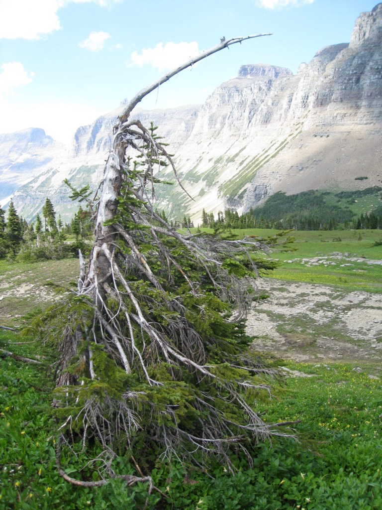 Fukinagashi – Windswept Bonsai Style | Bonsaiplace