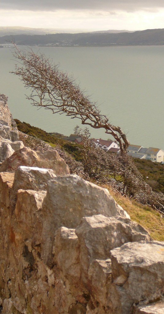 Fukinagashi – Windswept Bonsai Style | Bonsaiplace