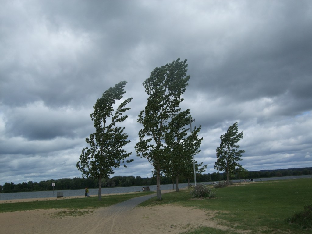 Fukinagashi – Windswept Bonsai Style | Bonsaiplace