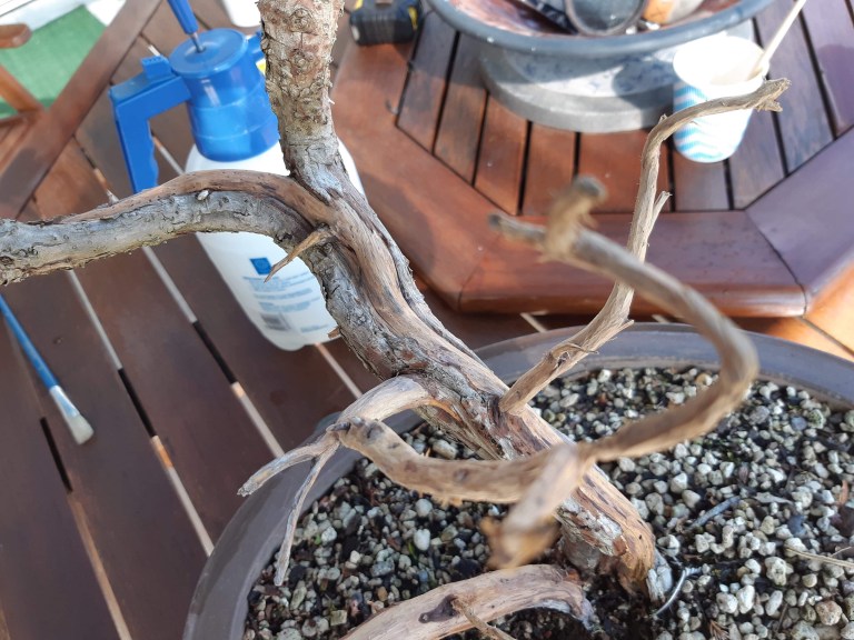 Creating a Windswept Style Bonsai | Bonsaiplace