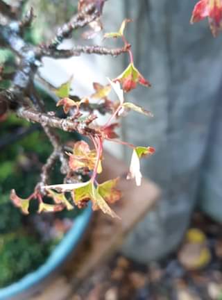 Pruning Bonsai Maple Trees | Bonsaiplace