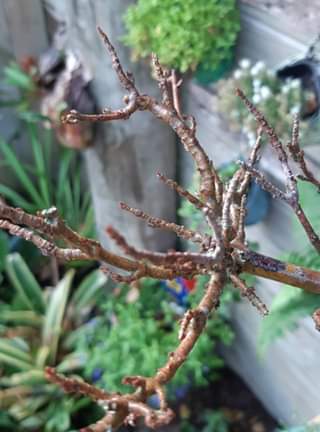 Pruning Bonsai Maple Trees | Bonsaiplace