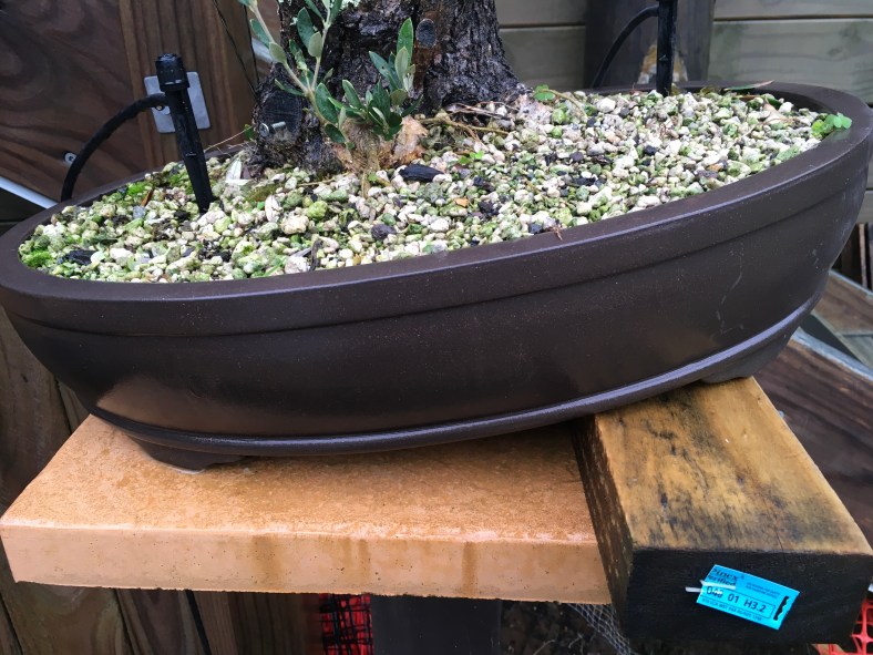 The Balance between Life and Death – Preventing Bonsai trees from dying ...
