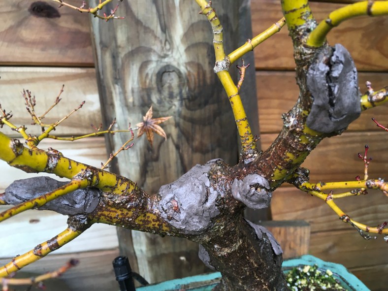 The Balance between Life and Death – Preventing Bonsai trees from dying ...