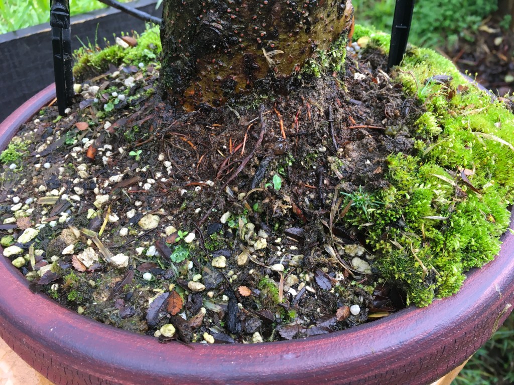 The Balance between Life and Death – Preventing Bonsai trees from dying ...