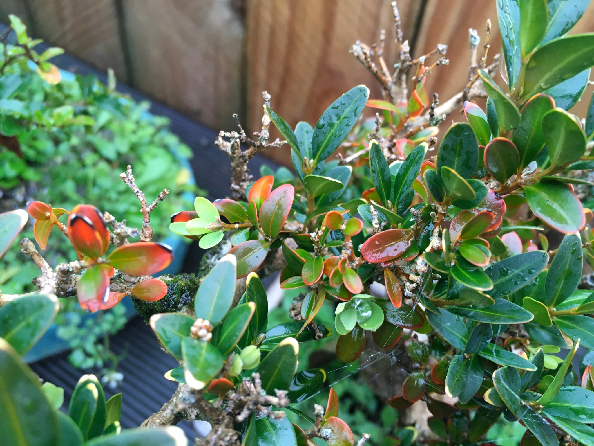 The Balance between Life and Death – Preventing Bonsai trees from dying ...