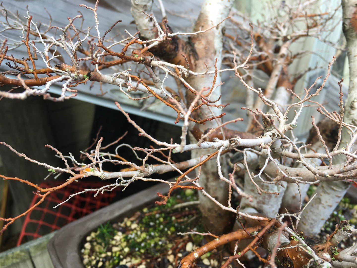 Winter Bonsai – It All Depends. | Bonsaiplace