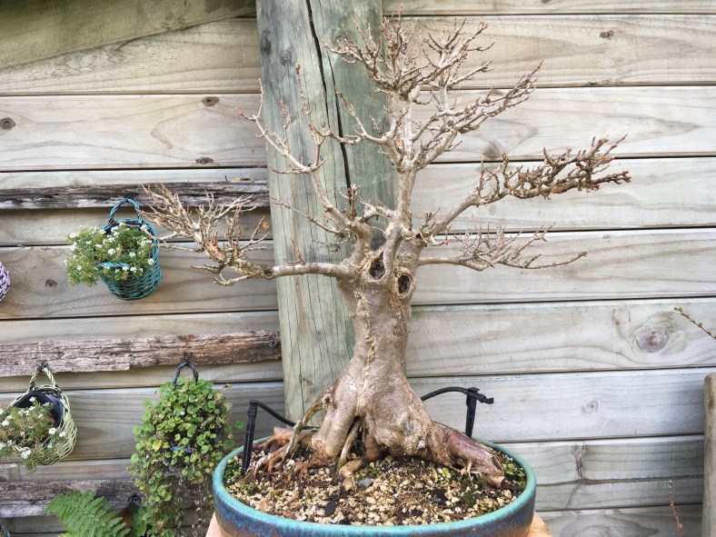 Winter Bonsai – It All Depends. | Bonsaiplace