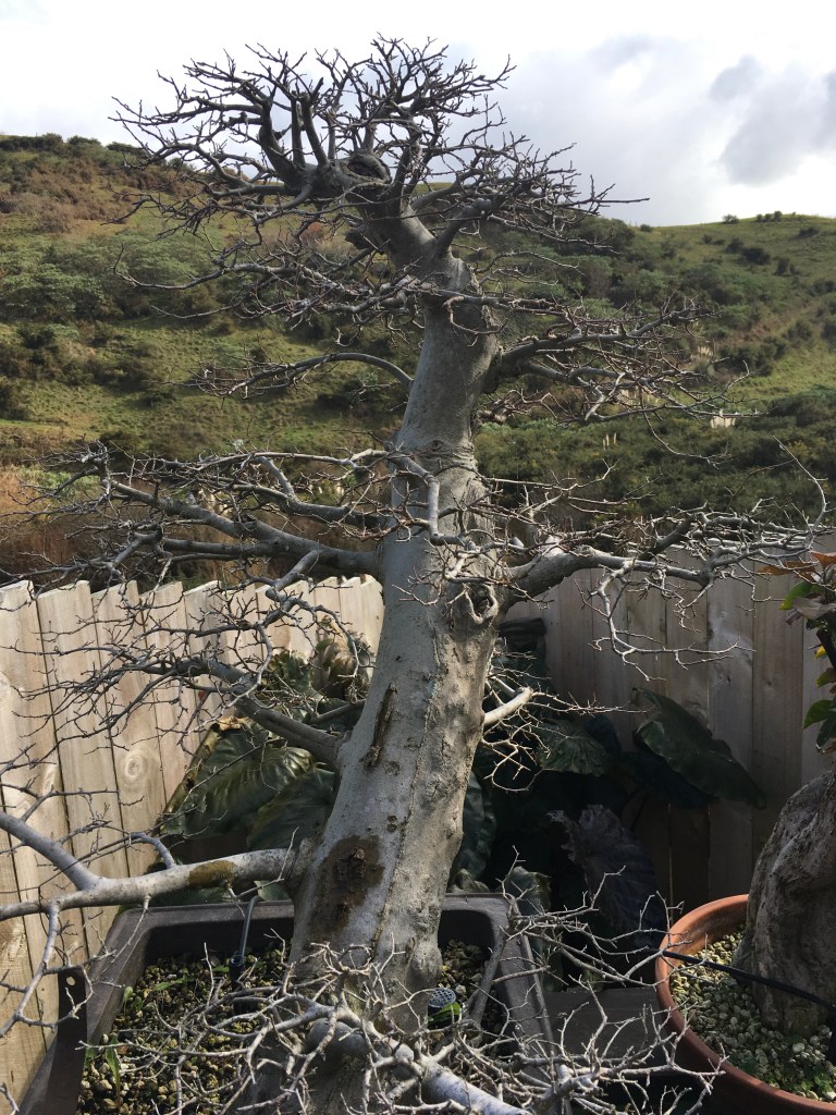 Winter Bonsai – It All Depends. | Bonsaiplace