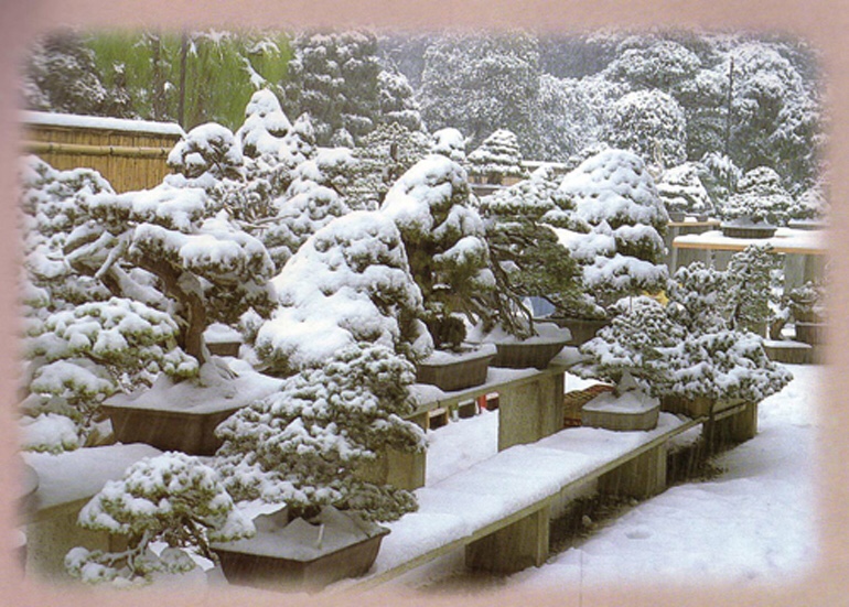 Winter Bonsai – It All Depends. | Bonsaiplace