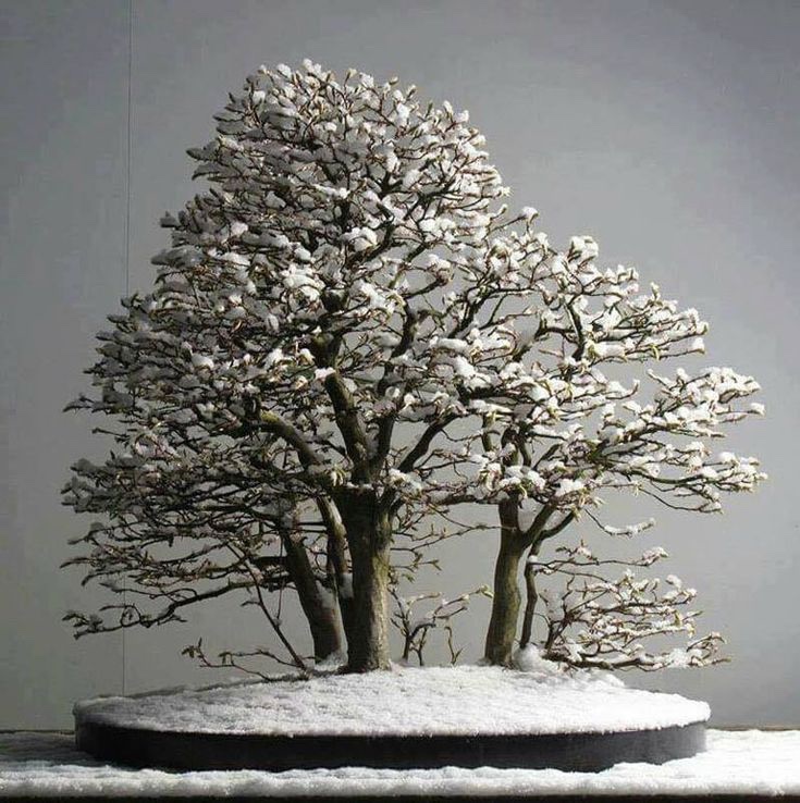 Winter Bonsai – It All Depends. | Bonsaiplace