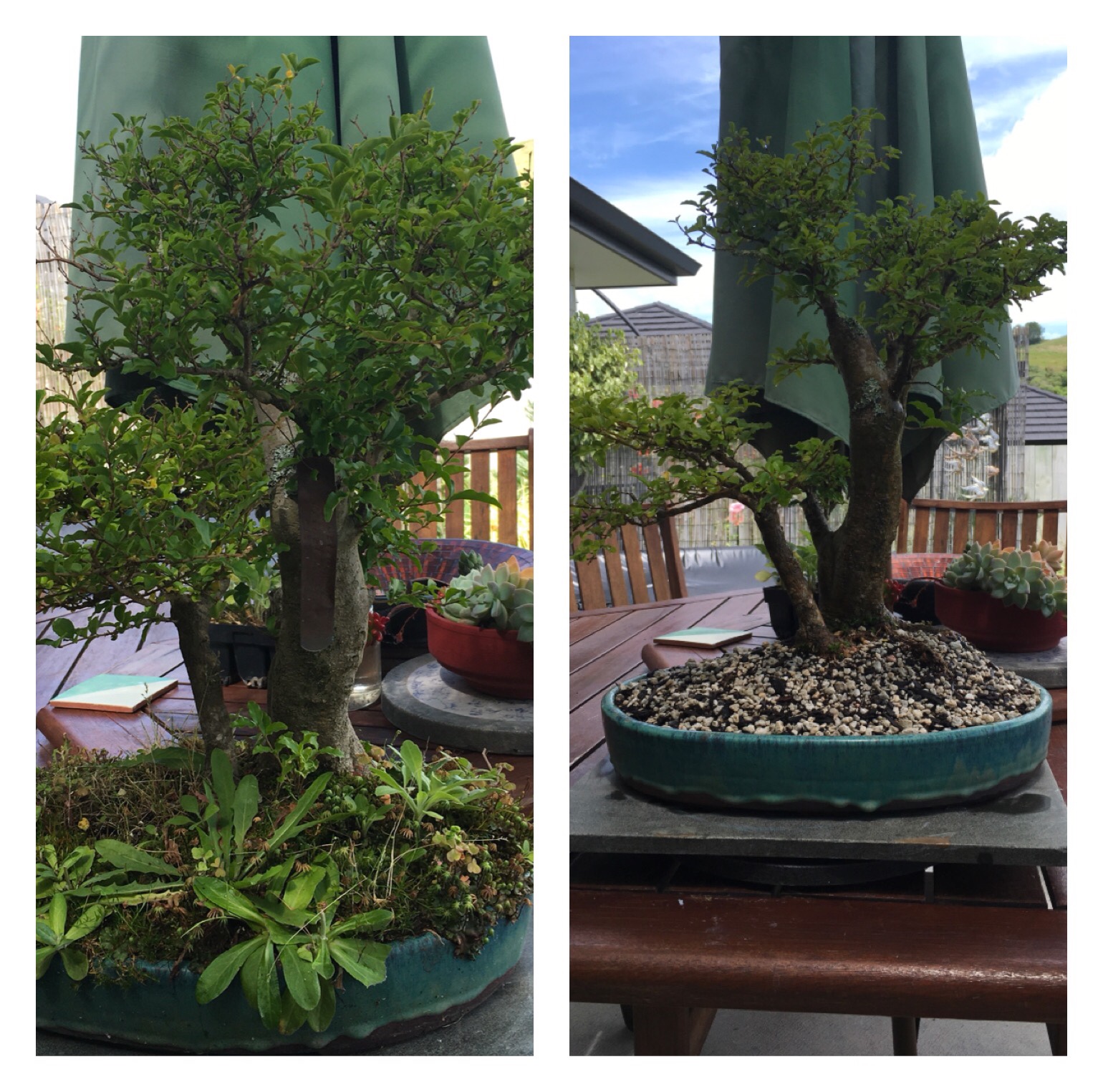 Bonsai: Summer Maintenance | Bonsaiplace
