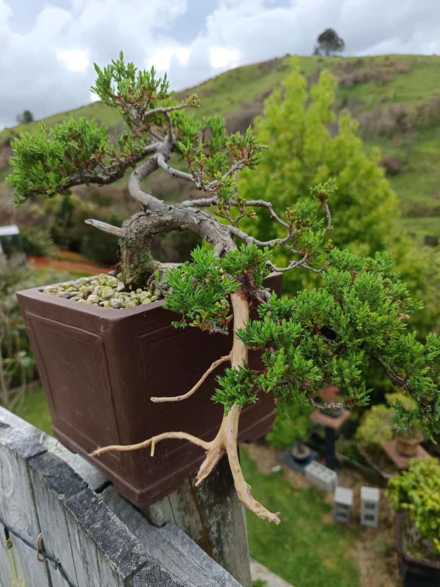 Semi-cascade Juniper Bonsai | Bonsaiplace